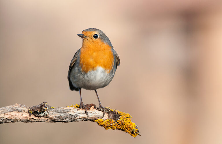 Chú chim non - Luật sư Nguyễn Chí Thiện